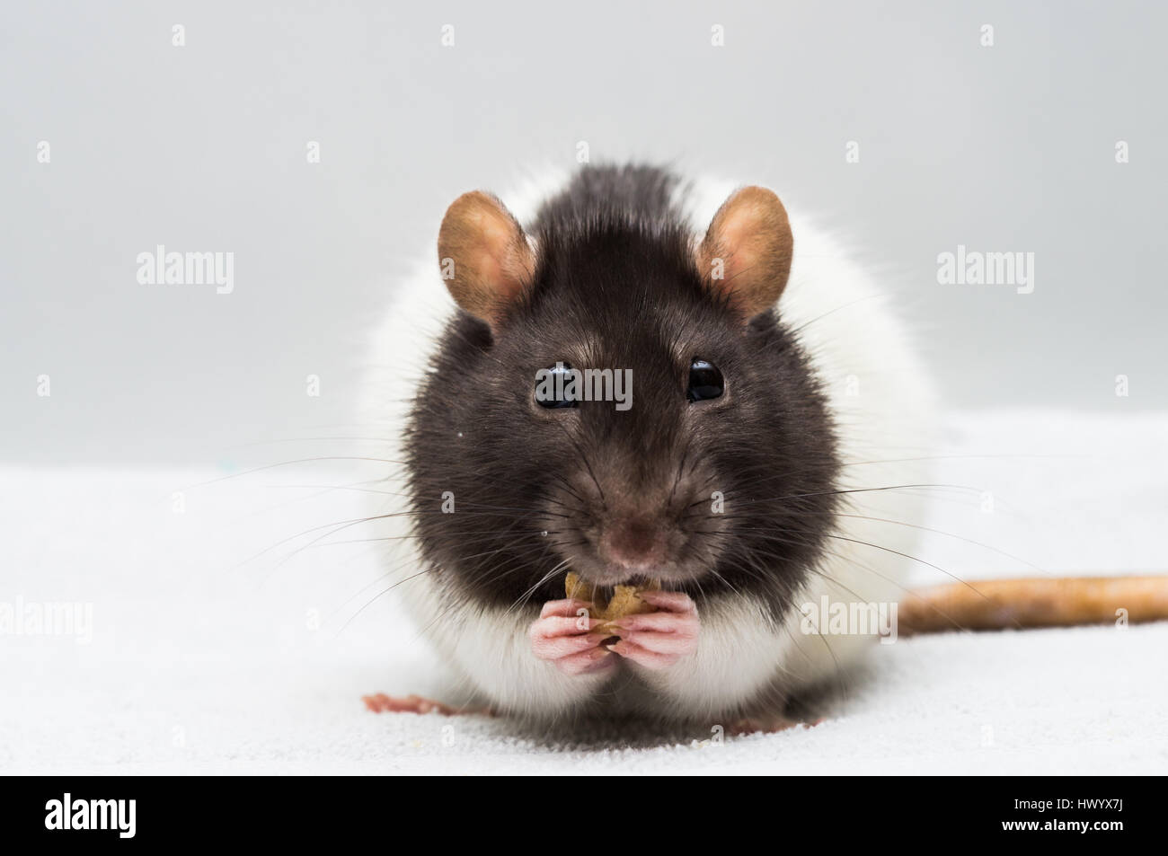 Manger des céréales un rat Photo Stock - Alamy