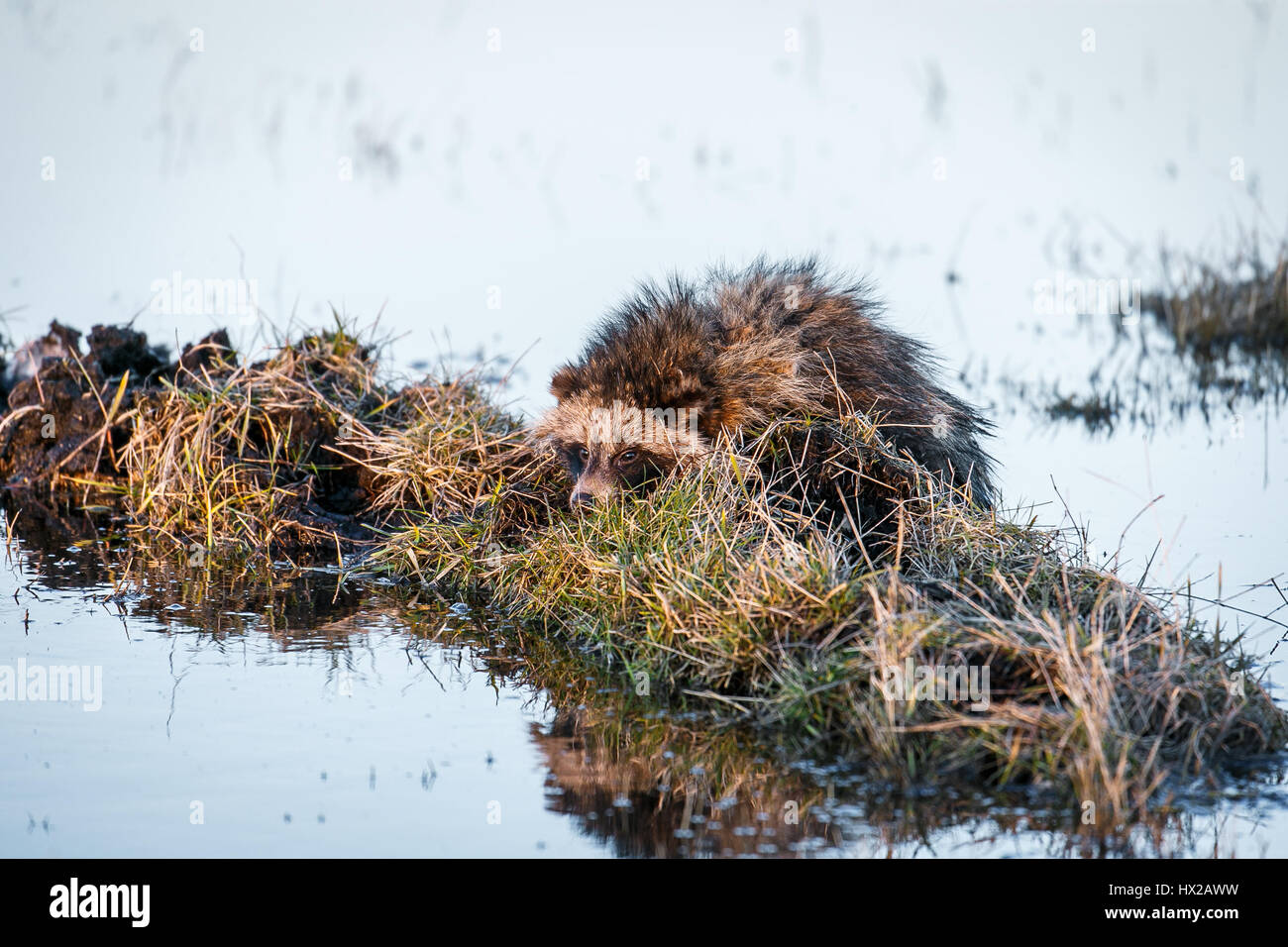 Le chien viverrin (Nyctereutes procyonoides) nage dans le marais et ...
