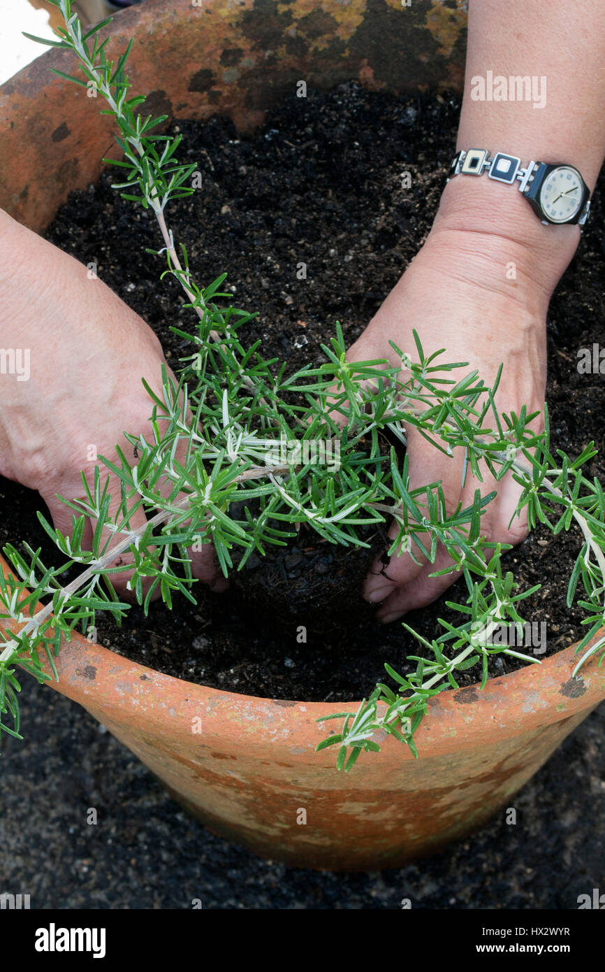 Planter un romarin rosmarinus Banque de photographies et d’images à ...