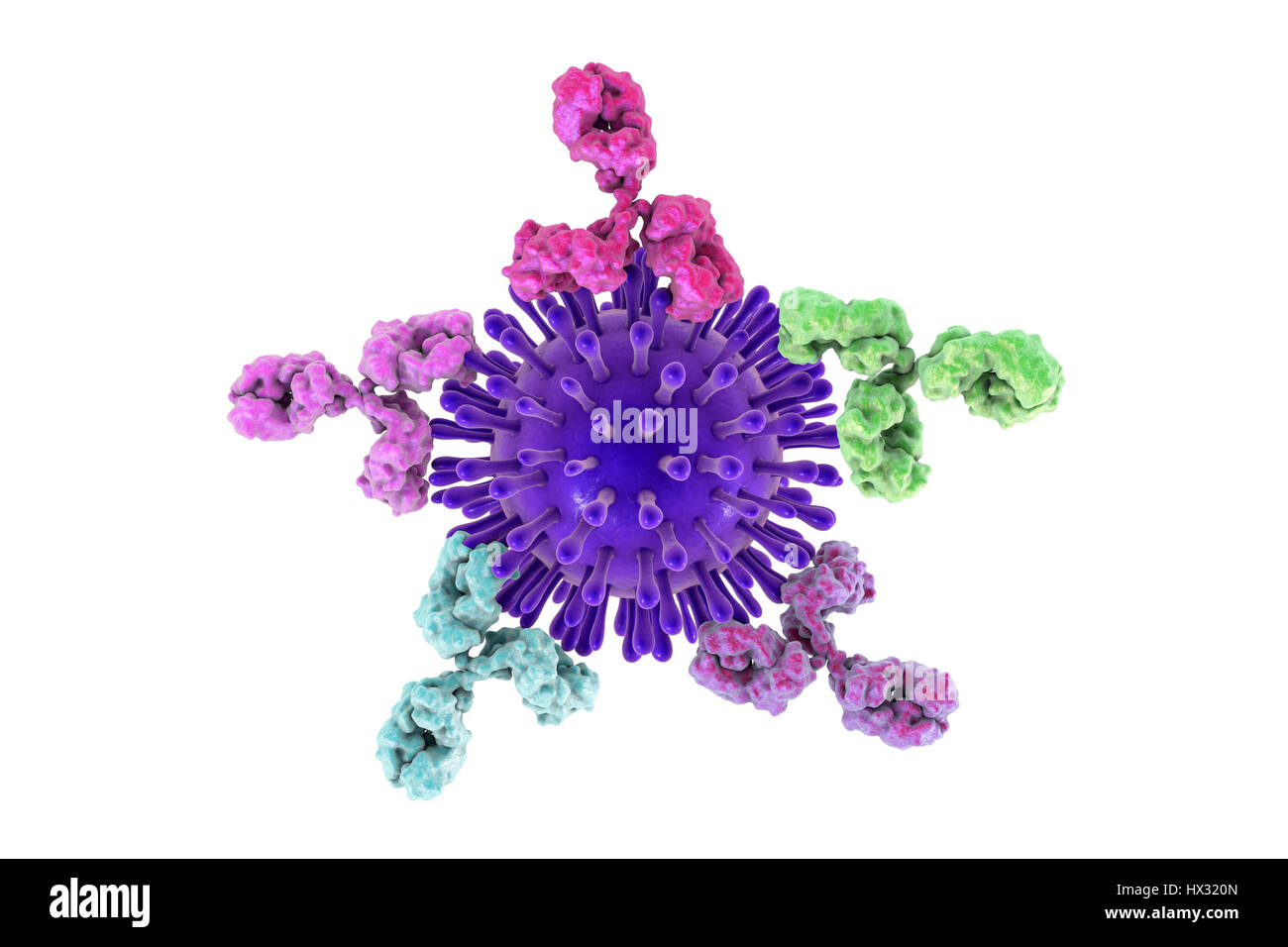 Bactéries Gram-positives paroi cellulaire bactérienne, artwork. Les ...