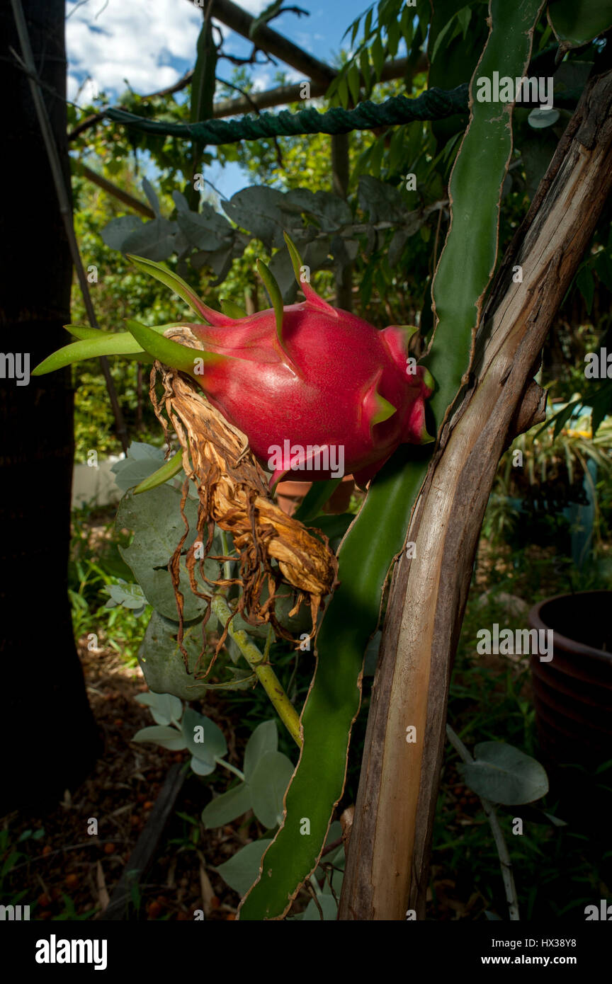 Fruit d dragon rouge Banque de photographies et d’images à haute ...