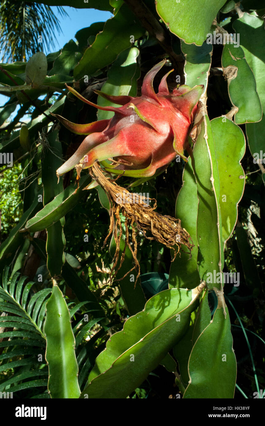 Hylocereus costaricensis Banque de photographies et d’images à haute ...