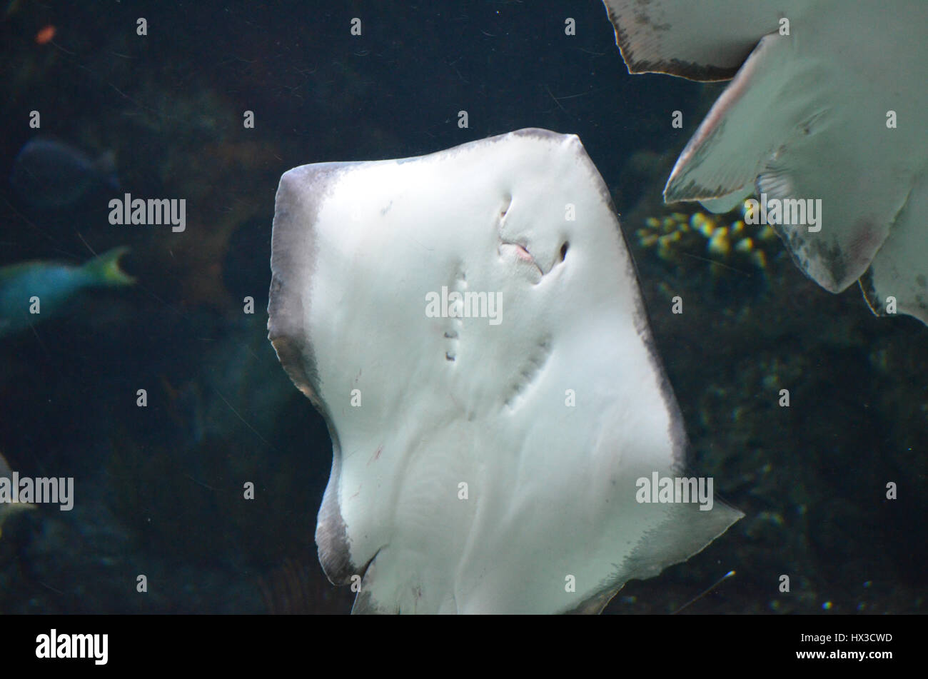 White underside of manta ray Banque de photographies et d’images à ...