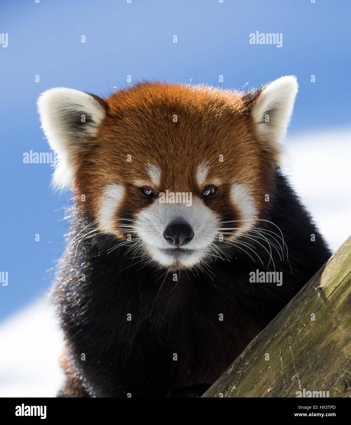 Panda Rouge Népal Banque d'image et photos - Alamy