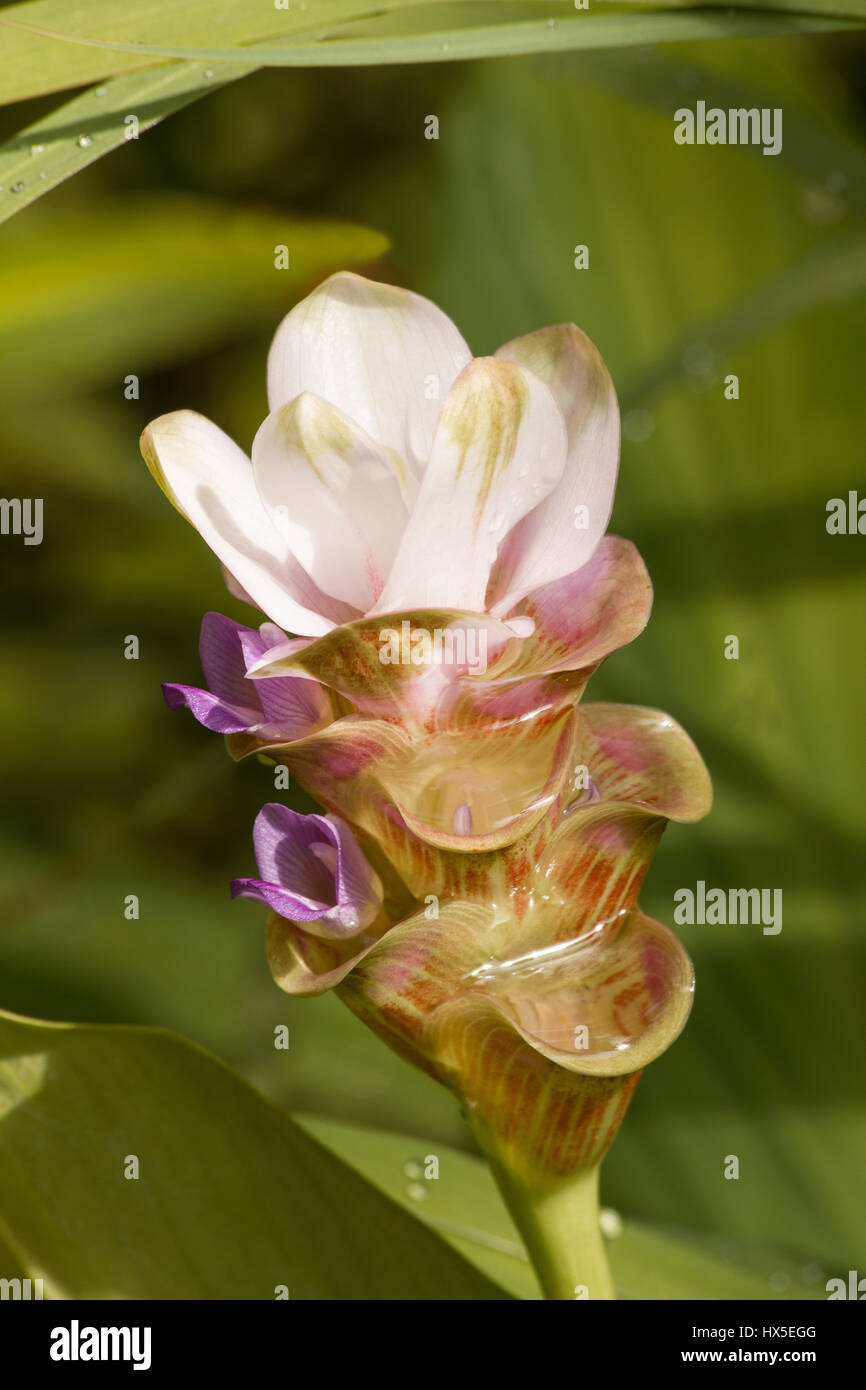 Fleur de curcuma Banque de photographies et d’images à haute résolution ...