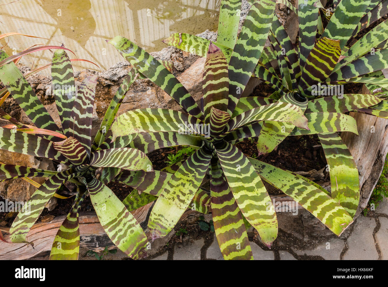 Libre à Beau Zebra Bromelia// Livingvase Aechmea Fasciata Plante urne ...