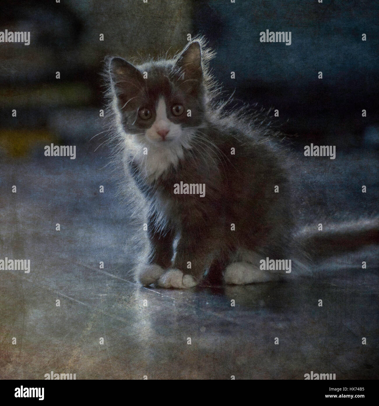 Chaton refuge animaux Banque de photographies et d’images à haute ...