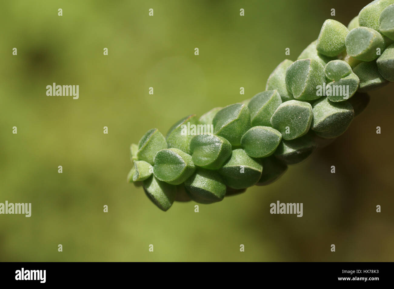 Peperomia succulent Banque de photographies et d’images à haute ...