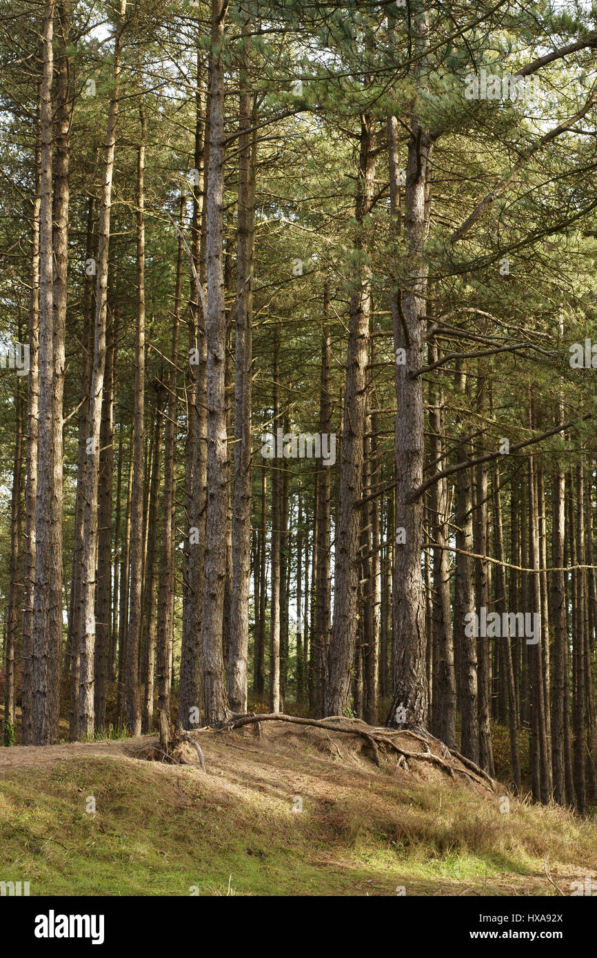 Pembrey country park wales Banque de photographies et d’images à haute ...