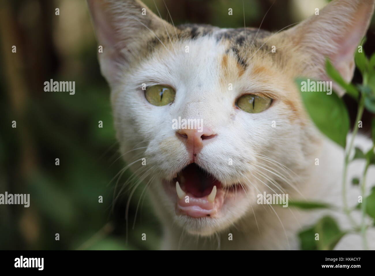 Chat mignon Banque de photographies et d’images à haute résolution - Alamy