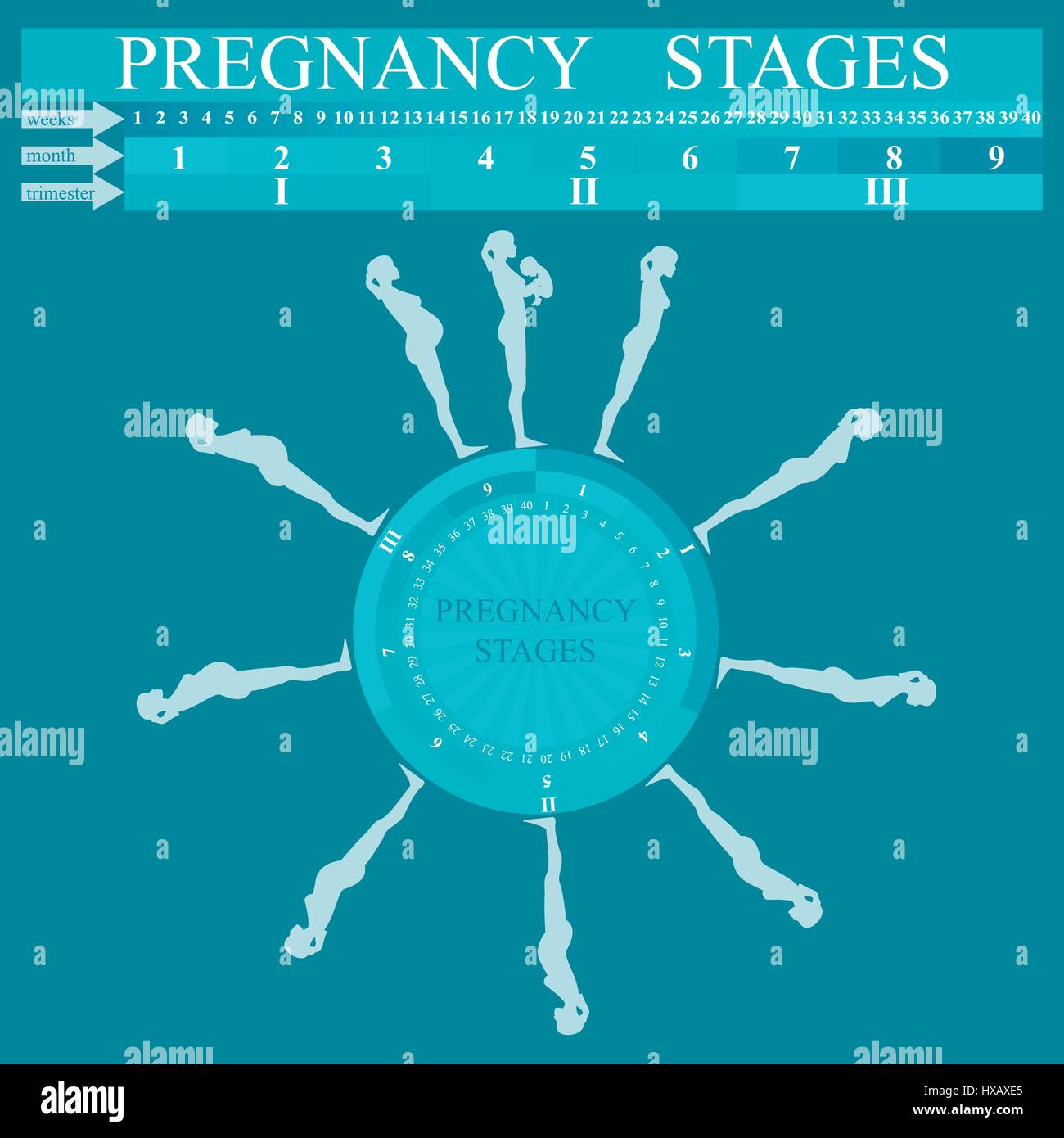 Etapes de grossesse Banque de photographies et d’images à haute ...