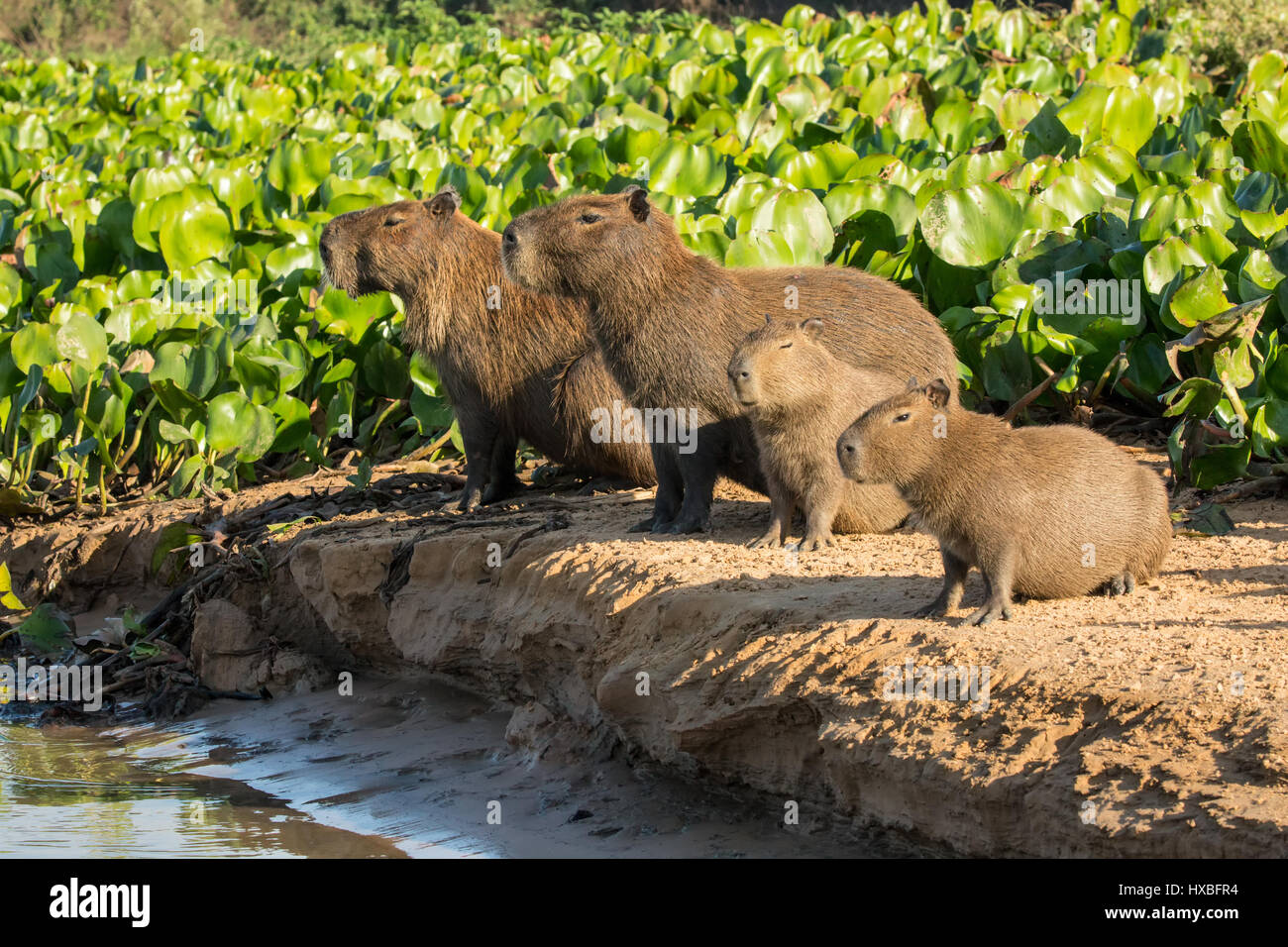 Le capybara Banque de photographies et d’images à haute résolution - Alamy