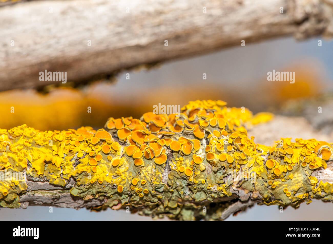 Champignons jaune vif sur le tronc Banque de photographies et d’images ...