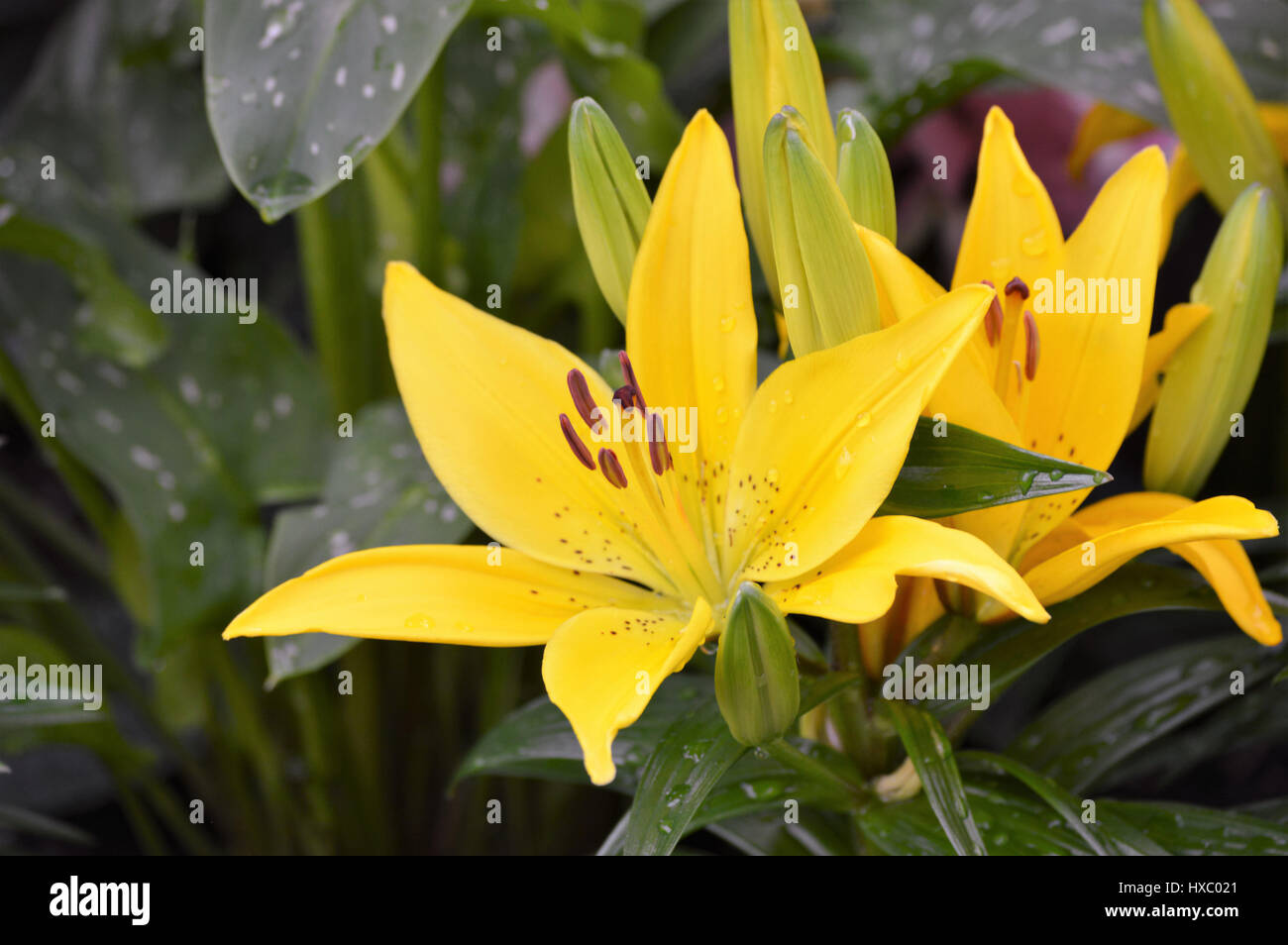 Centre de lys asiatique Banque de photographies et d’images à haute résolution - Alamy