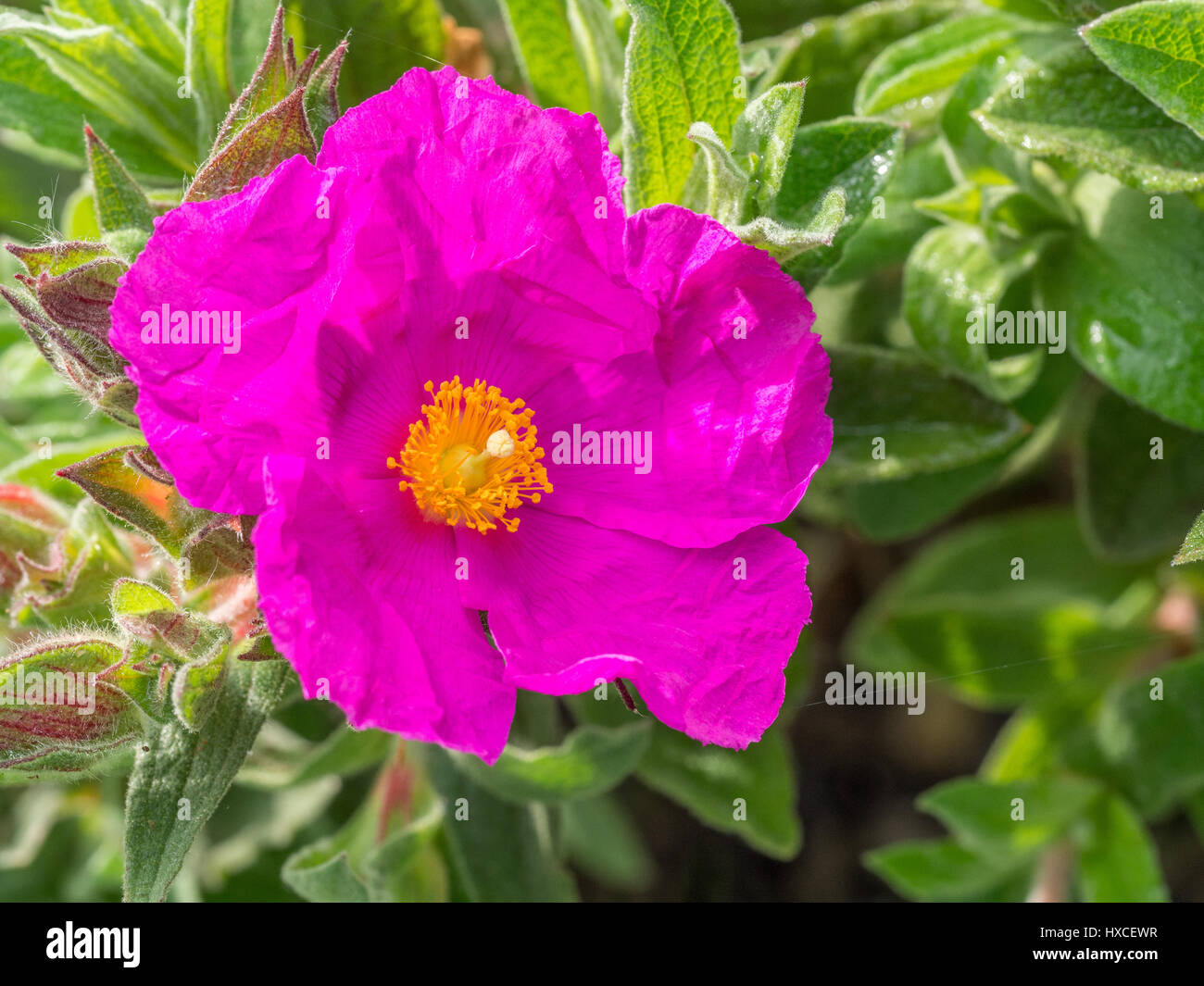 Fleur seule Banque de photographies et d’images à haute résolution - Alamy