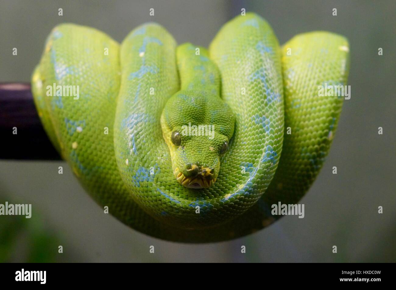 Snake wrapped around branch Banque de photographies et d’images à haute ...