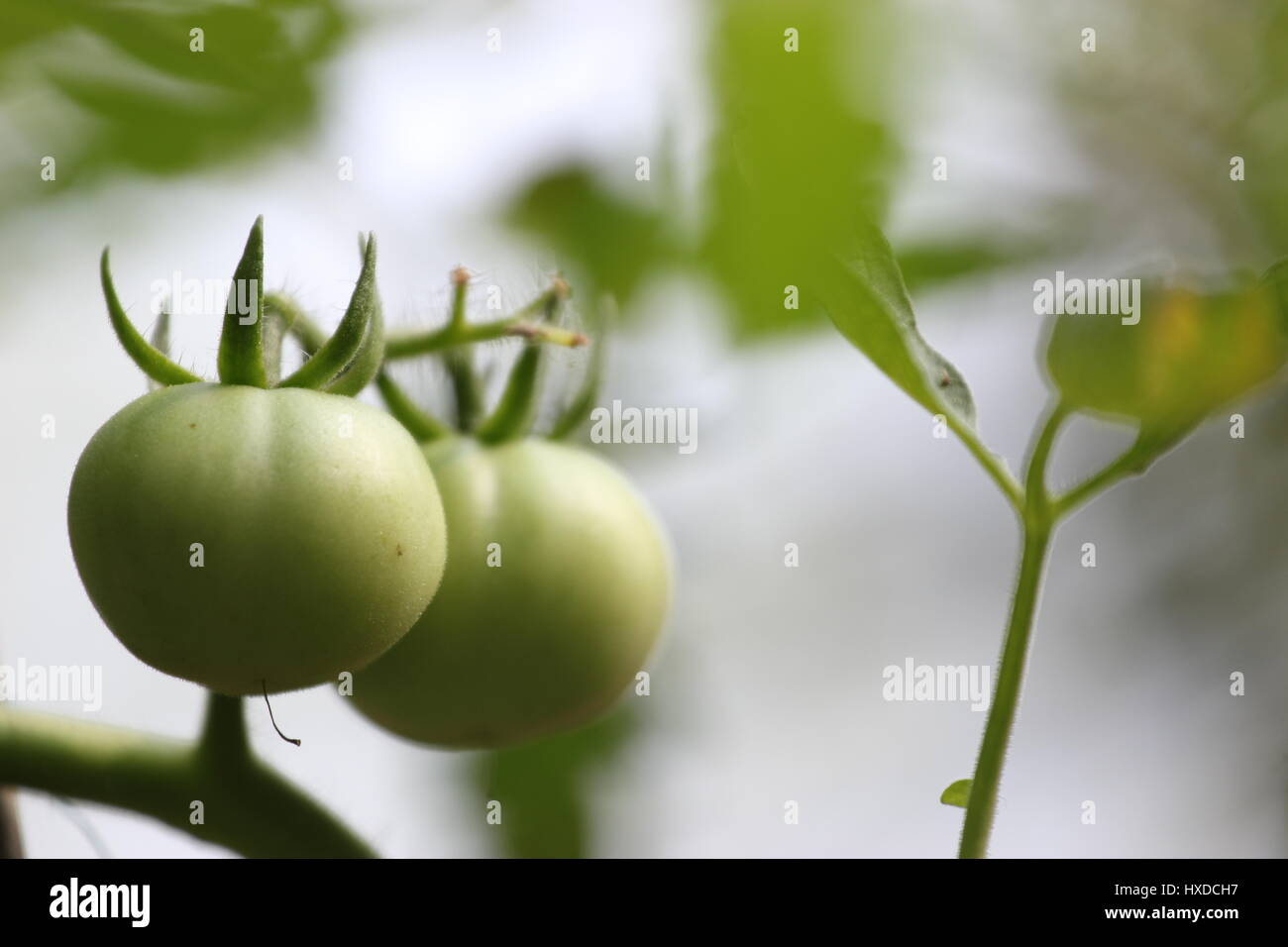 Tomate verde Banque de photographies et d’images à haute résolution - Alamy