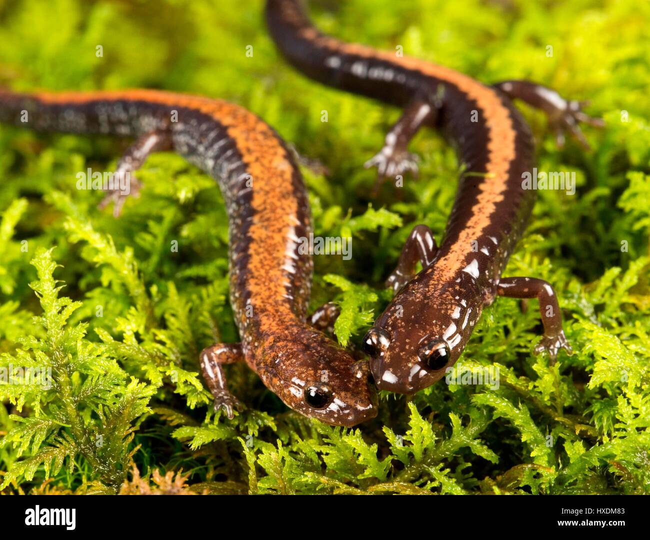 Terrestrial salamanders Banque de photographies et d’images à haute ...