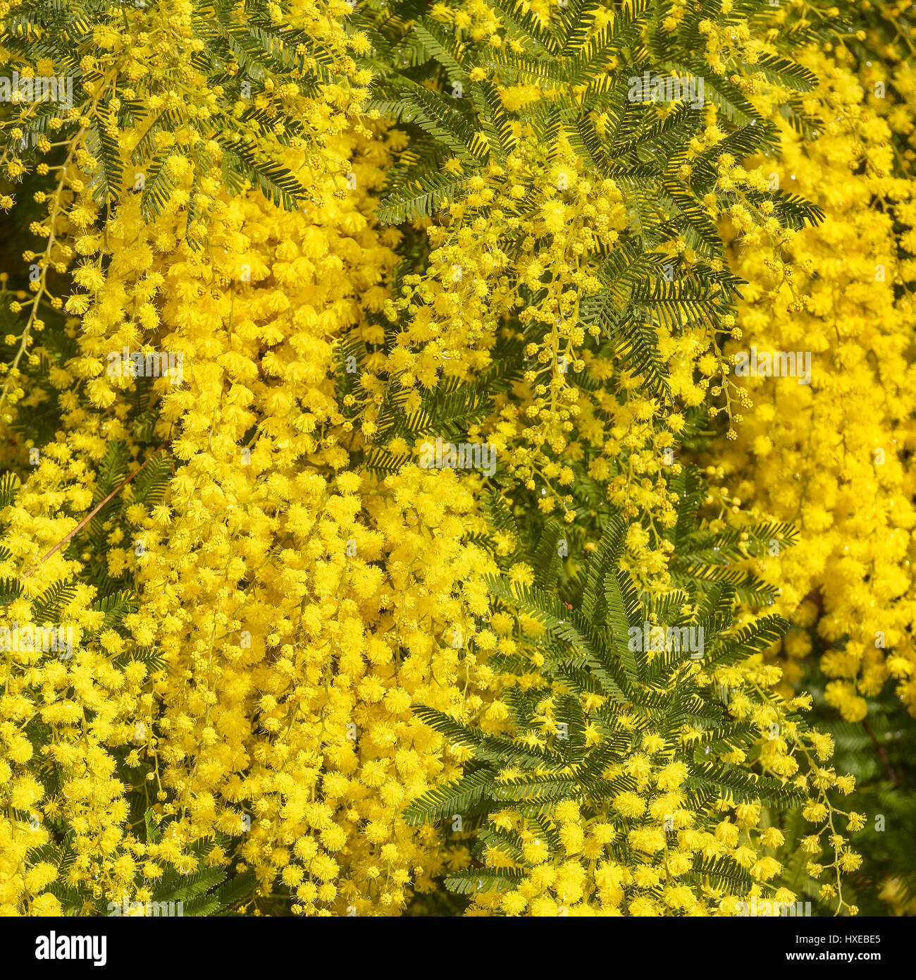 Branche jaune mimosa texture pattern background. Fleurs de mimosa en ...