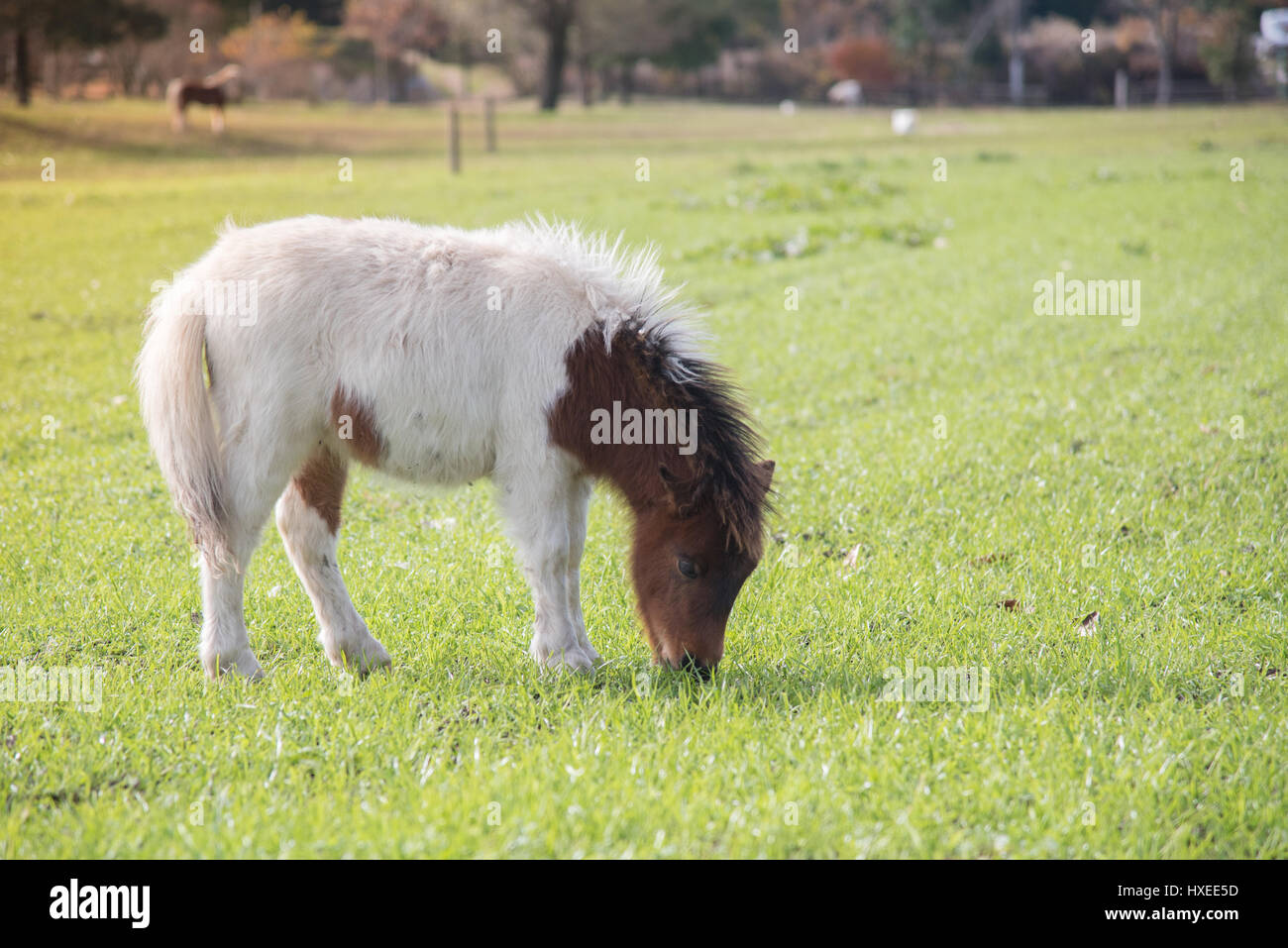 Cheval mignon Banque de photographies et d’images à haute résolution ...