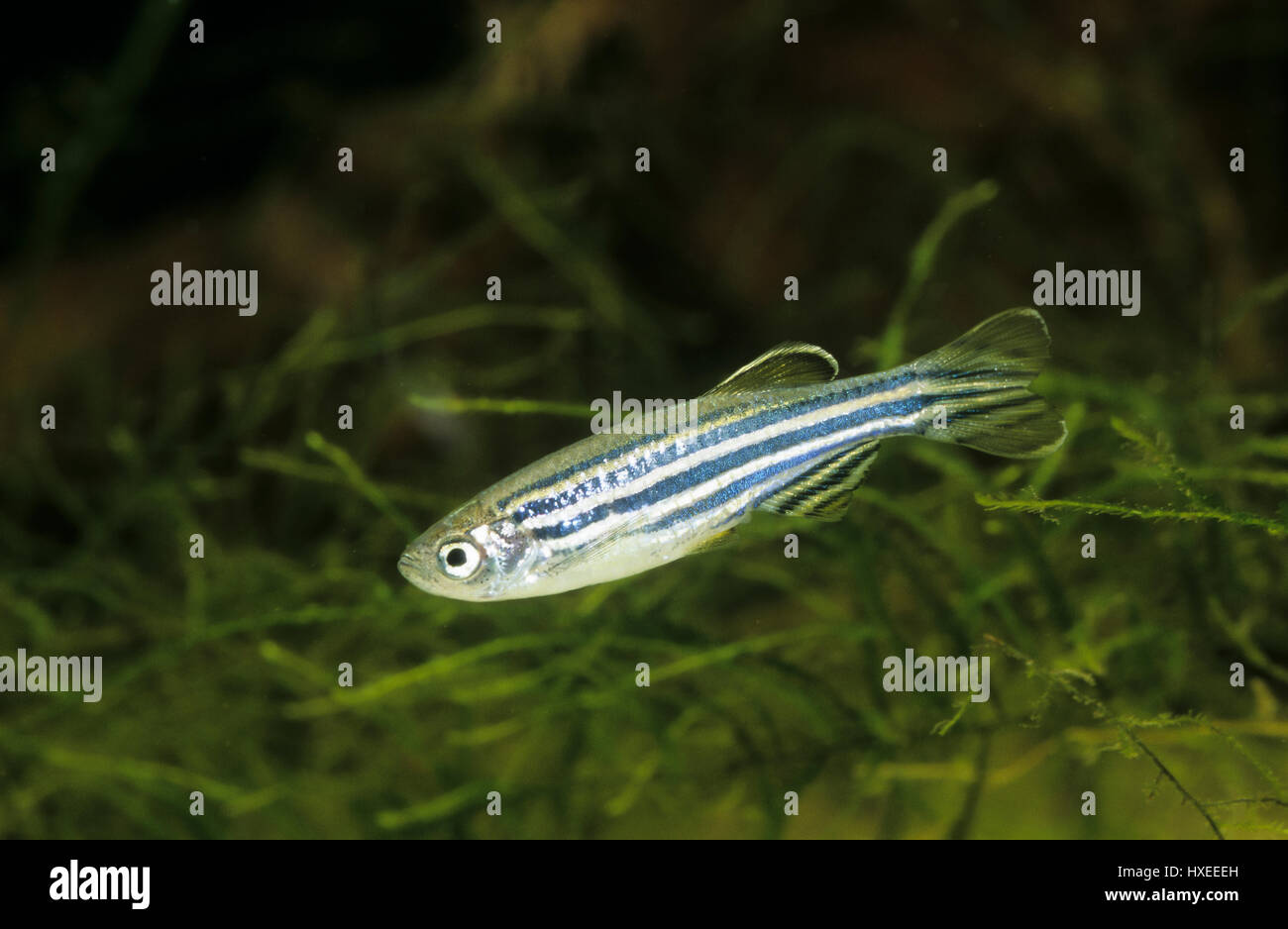 Zebra fish brachydanio rerio Banque de photographies et d’images à ...
