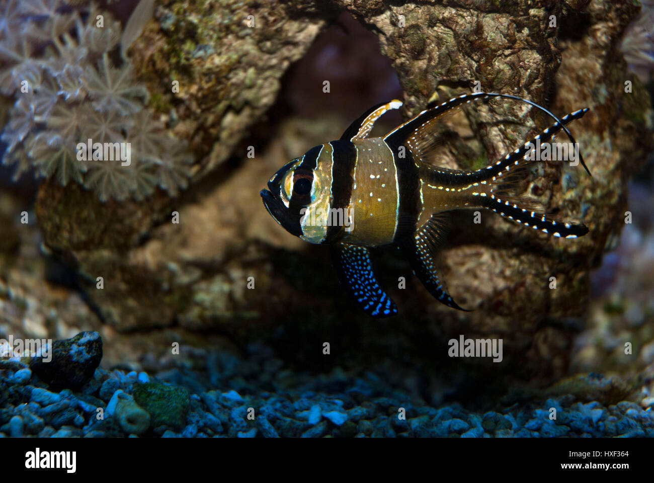 Poissons d'aquarium avec nageoires et queue jaunes Banque de ...