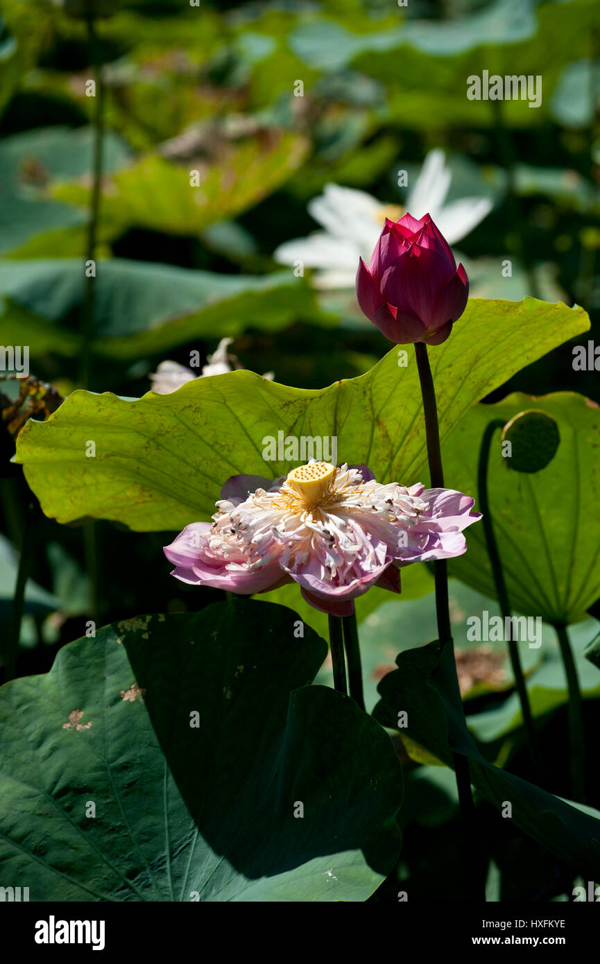 Vietnamese Lotus Flowers Banque De Photographies Et D Images à Haute