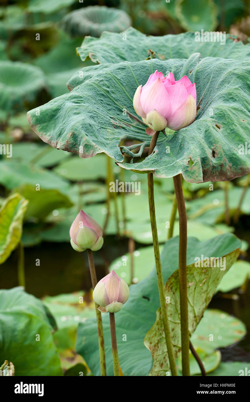 Vietnamese Lotus Flowers Banque De Photographies Et D Images à Haute