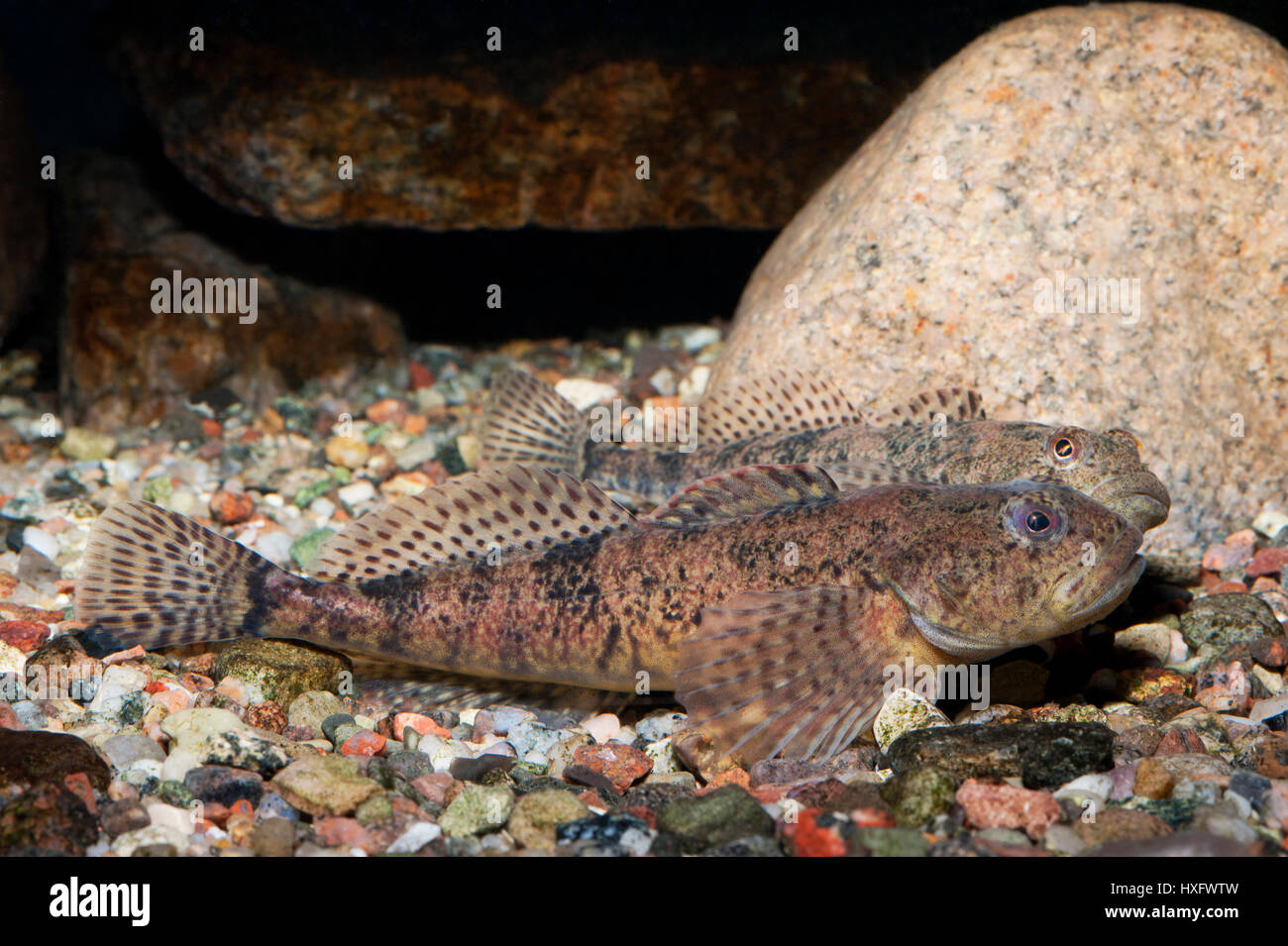 Taureau alpin Banque de photographies et d’images à haute résolution ...