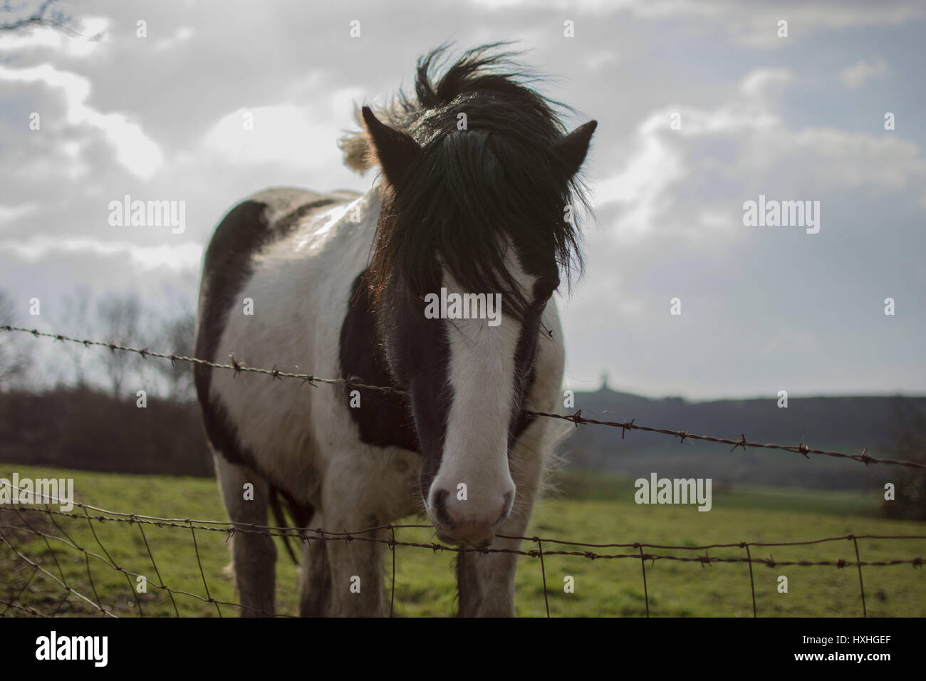 Cheval pie Banque de photographies et d’images à haute résolution - Alamy
