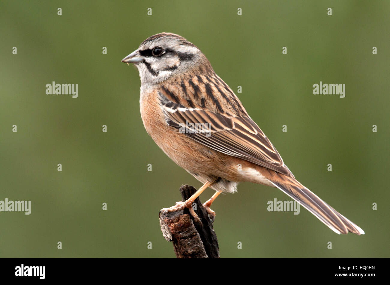 Emberiza cia Banque de photographies et d’images à haute résolution - Alamy