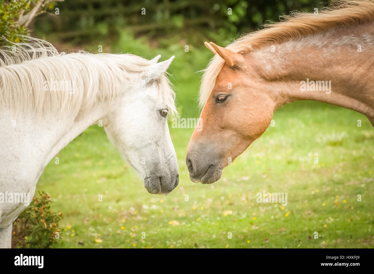 Jument accouplement Banque de photographies et d’images à haute ...