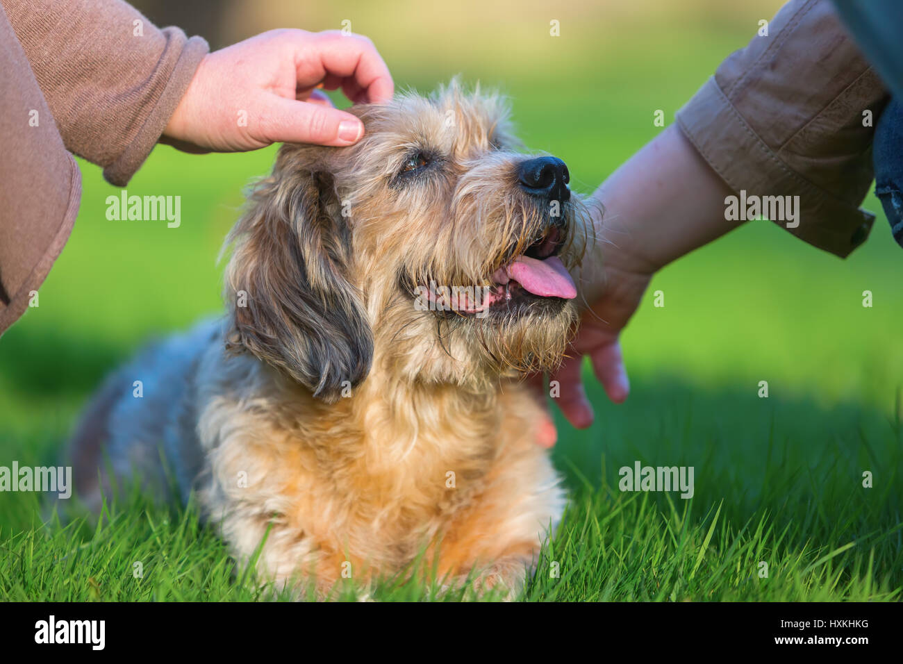 Photo des mains de deux femmes de caresser un joli chien Photo Stock ...