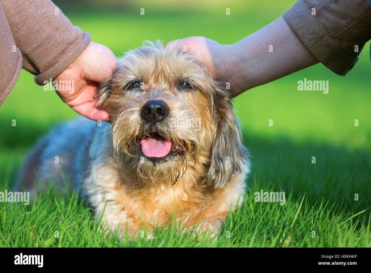 Photo des mains de deux femmes de caresser un joli chien Photo Stock ...
