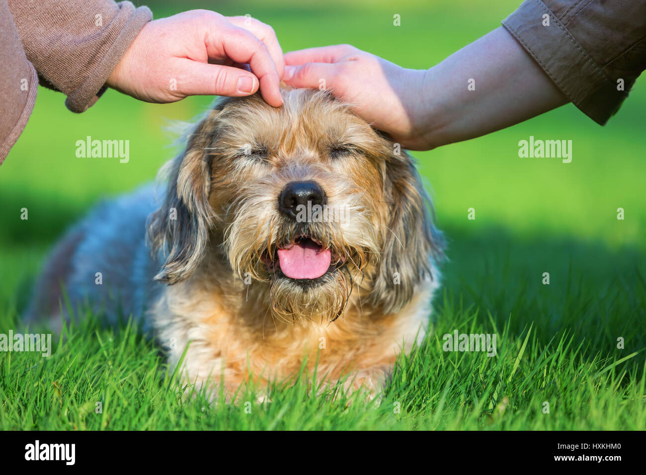Photo des mains de deux femmes de caresser un joli chien Photo Stock ...