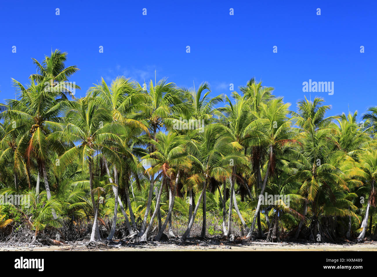 Kiribati plantation Banque de photographies et d’images à haute ...