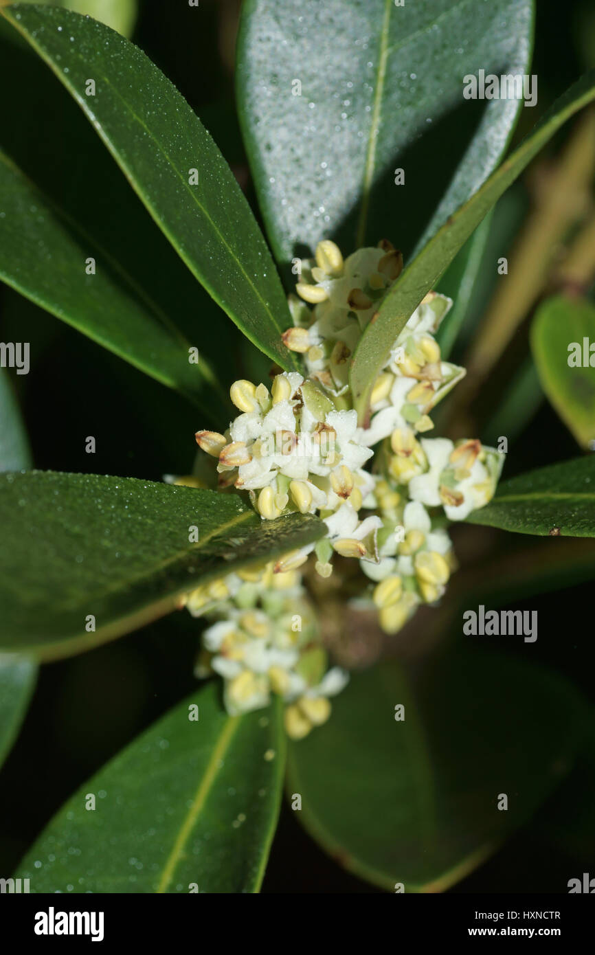 Picconia azorica Banque de photographies et d’images à haute résolution ...