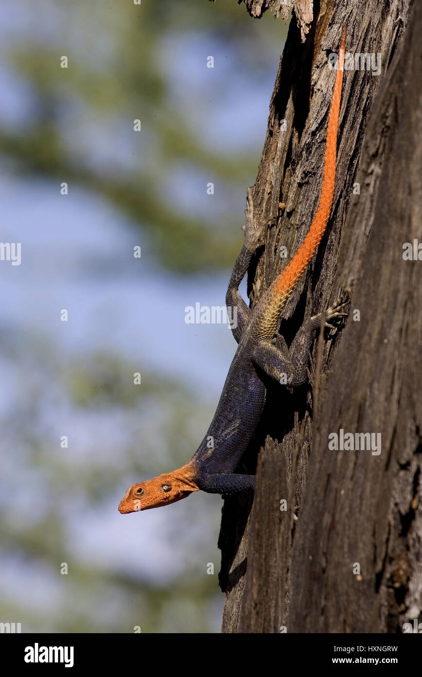 Agama agama, rock namibienne planiceps - rock namibienne, Namibische ...