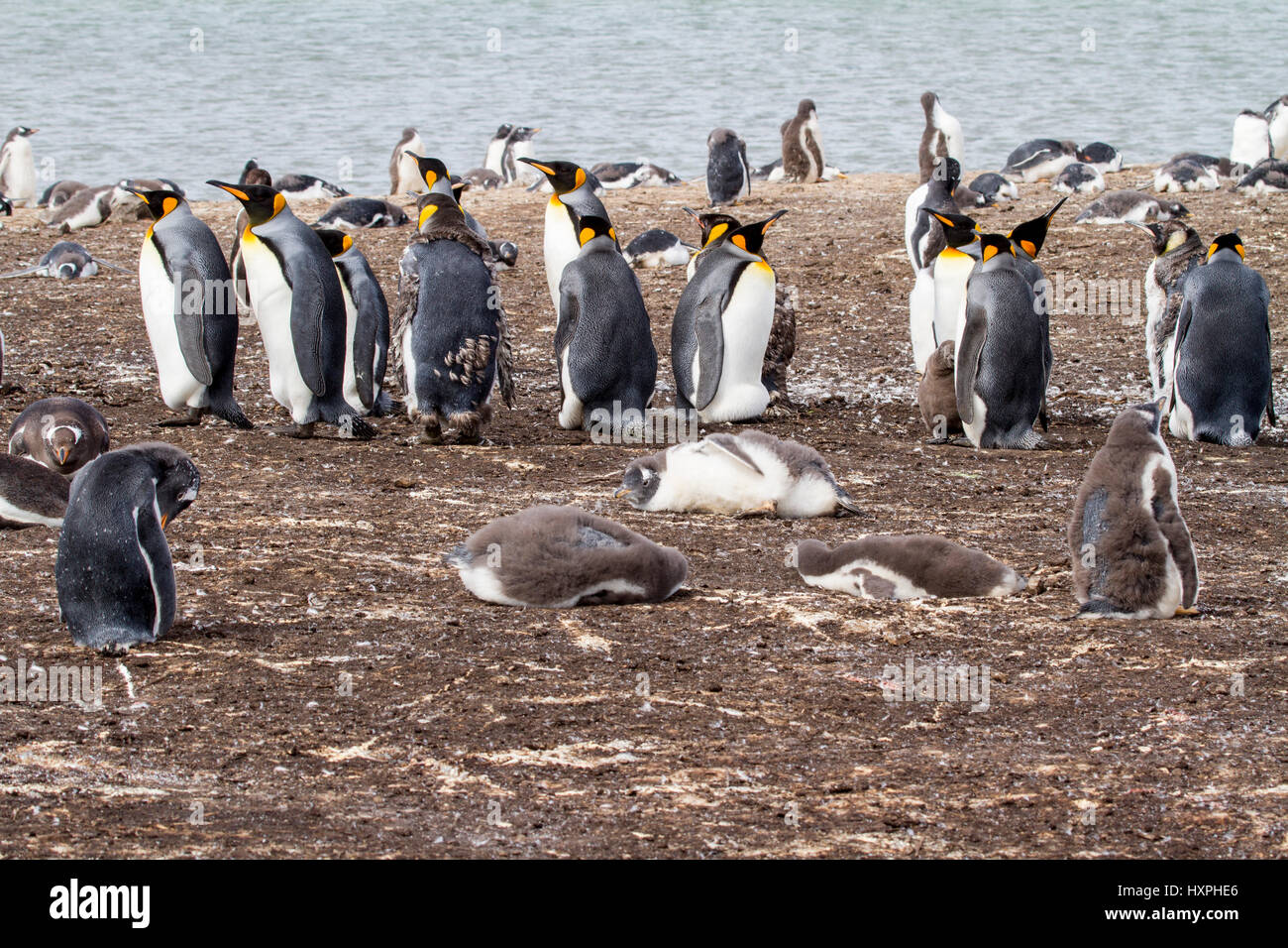 Communauté De Manchots Banque d'image et photos - Alamy