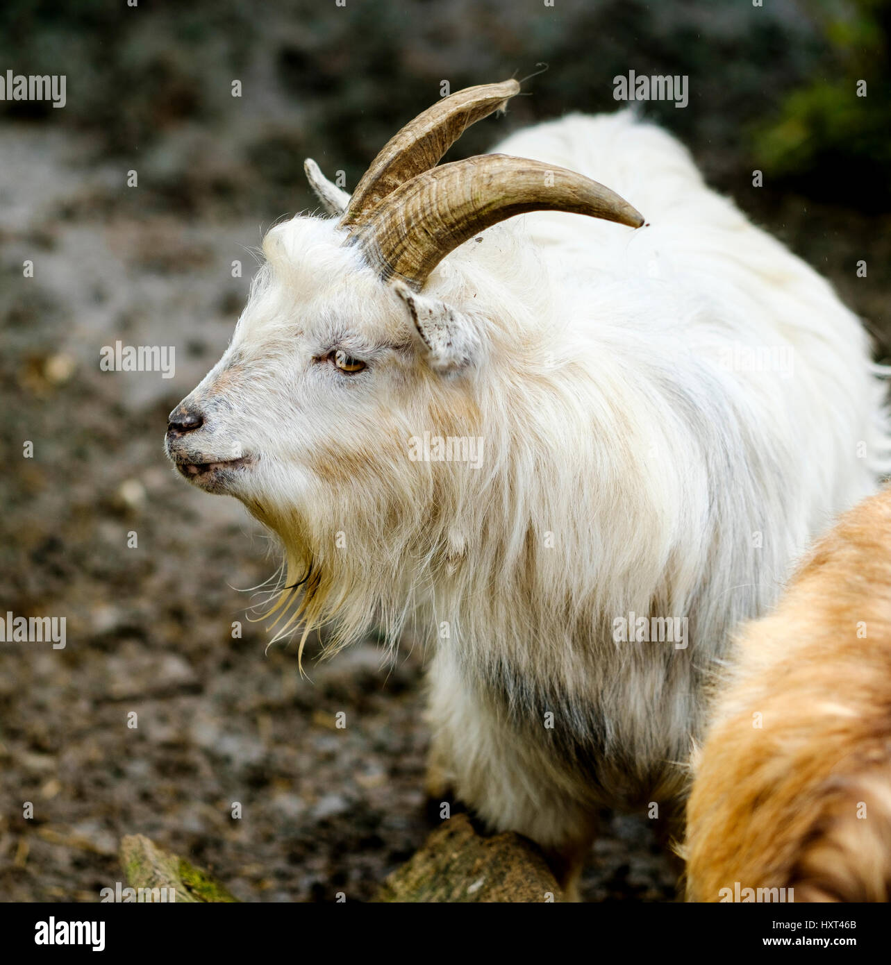 Male pygmy goat Banque de photographies et d’images à haute résolution ...