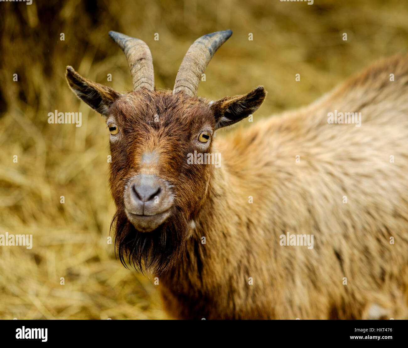 Male pygmy goat Banque de photographies et d’images à haute résolution ...