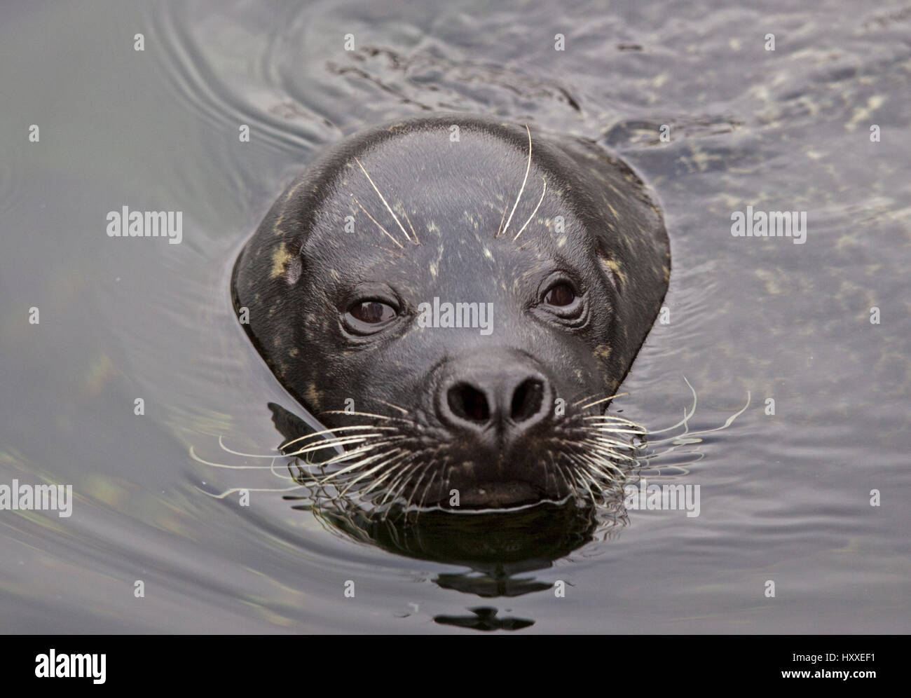 Phoque commun nageant Banque de photographies et d’images à haute ...