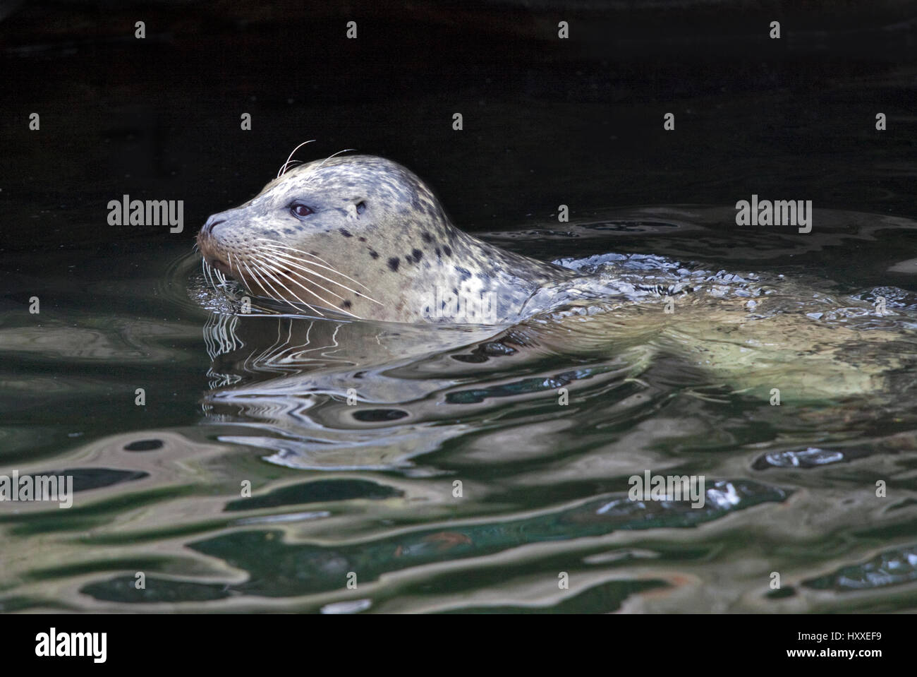Phoque commun nageant Banque de photographies et d’images à haute ...