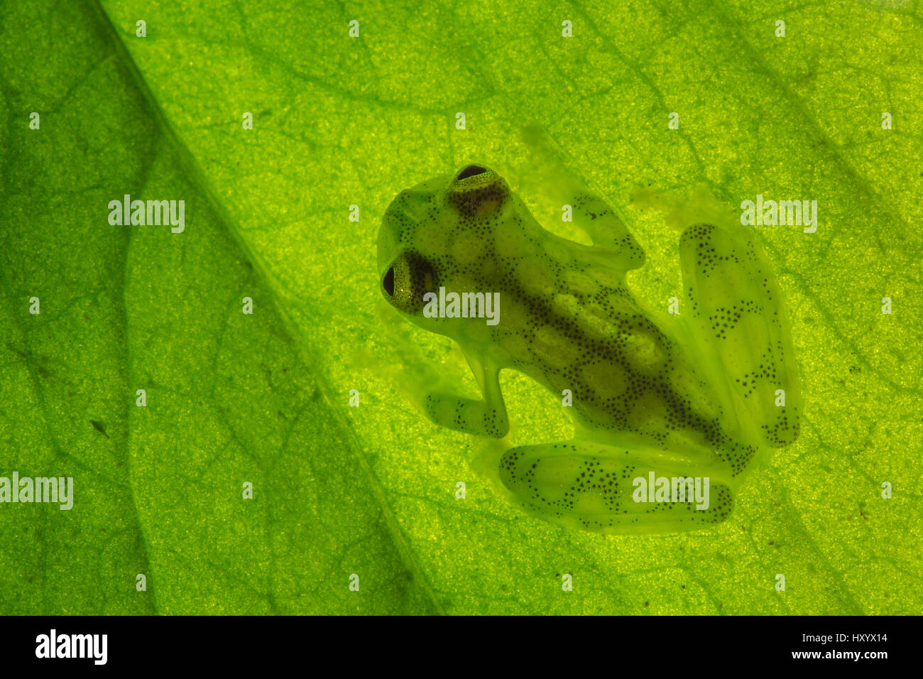 Grenouille De Verre Banque d'image et photos - Alamy