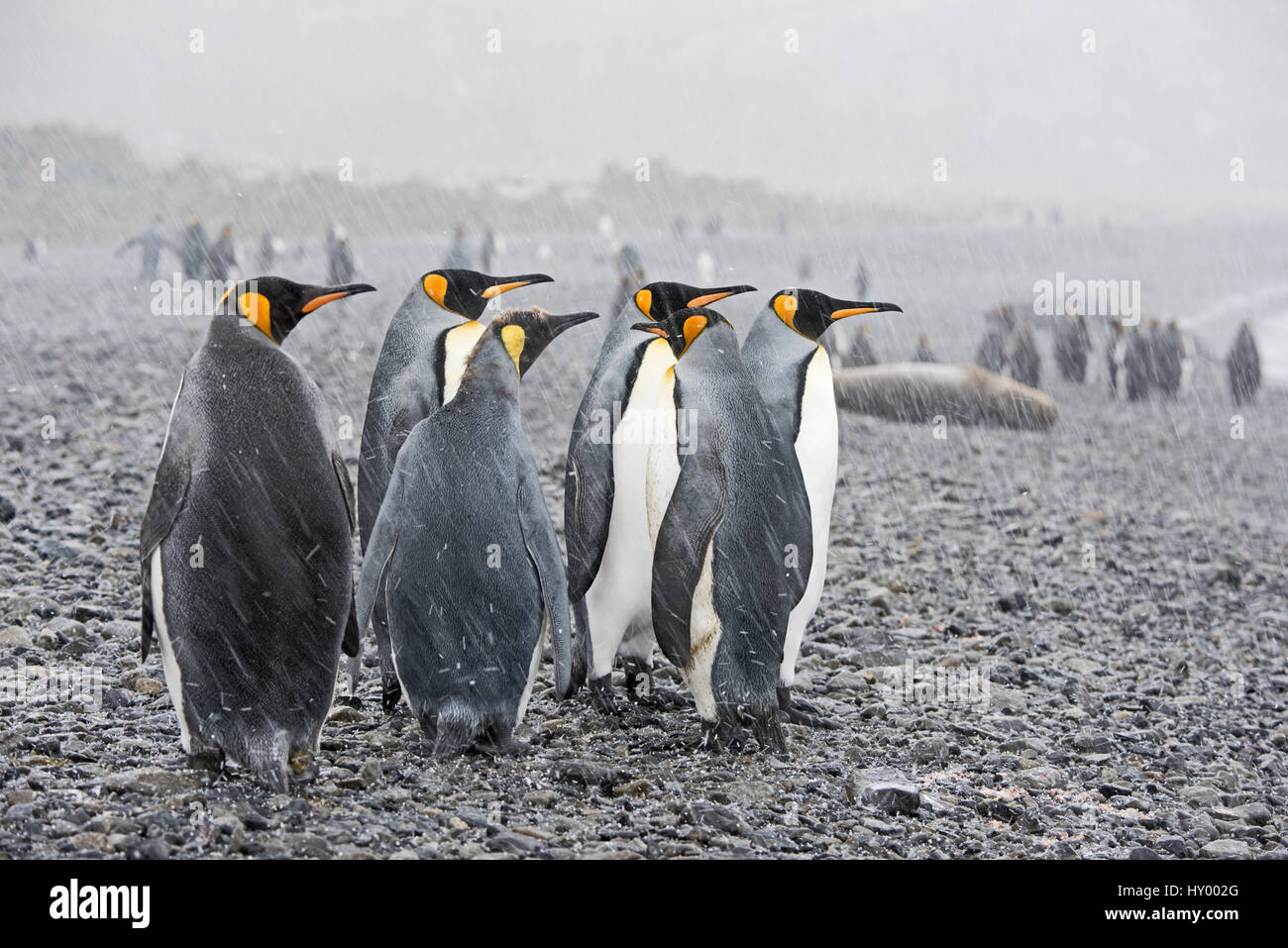 Le manchot royal (Aptenodytes patagonicus) sur plage dans la pluie ...