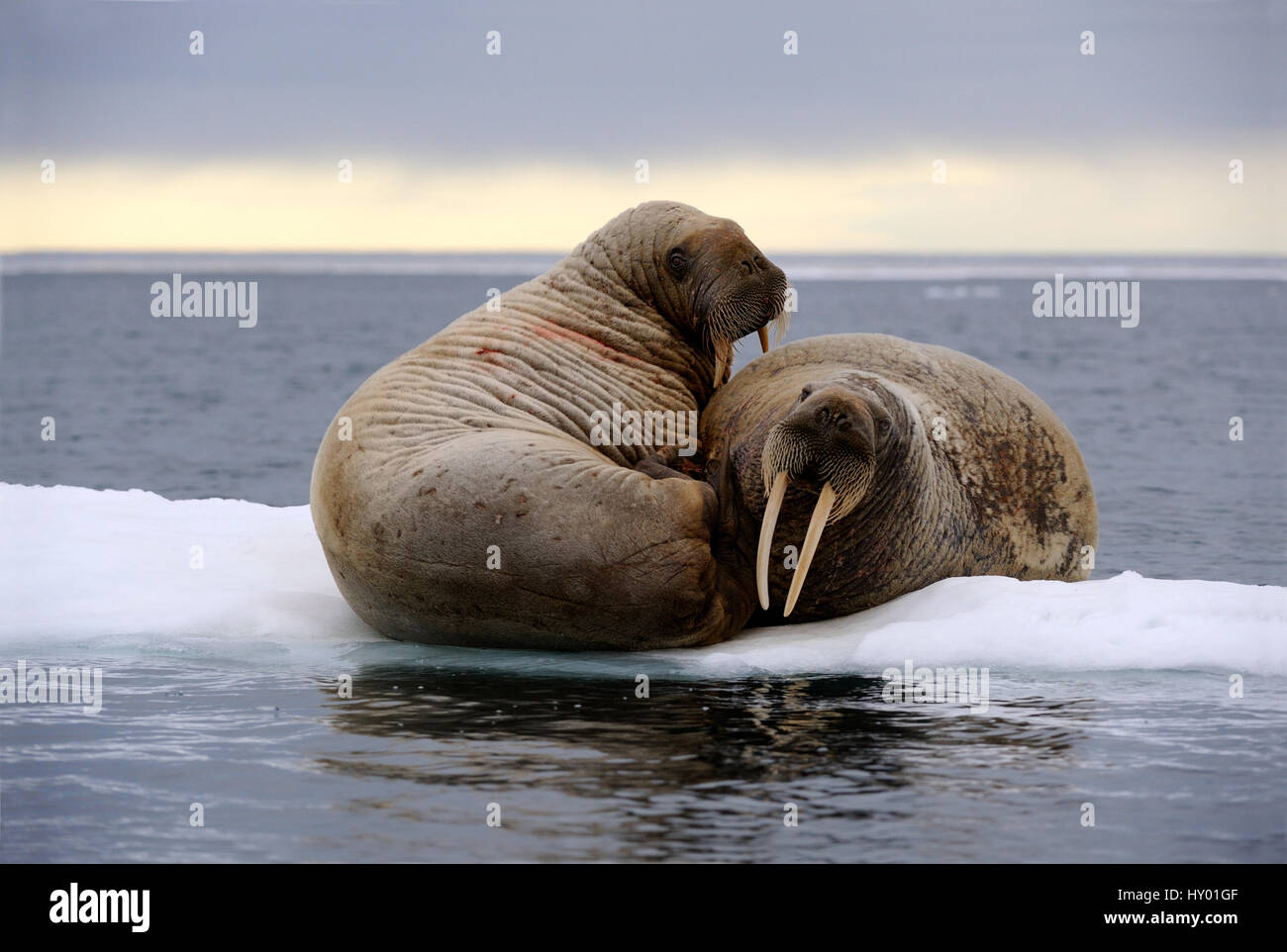 Bassin Renard Banque d'image et photos - Alamy
