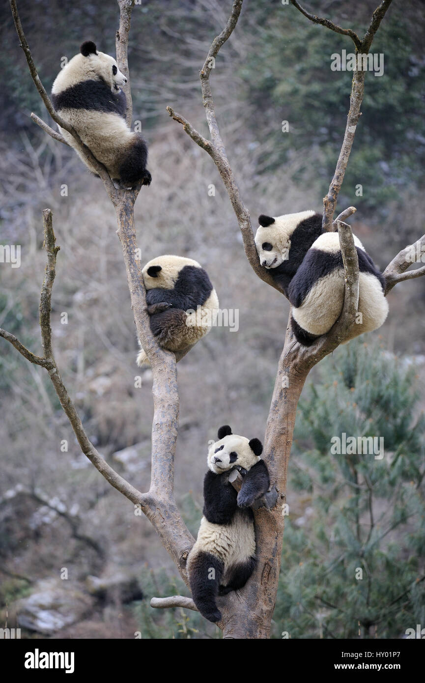 Cinq subadulte panda géant (Ailuropoda melanoleuca) escalade en arbre ...