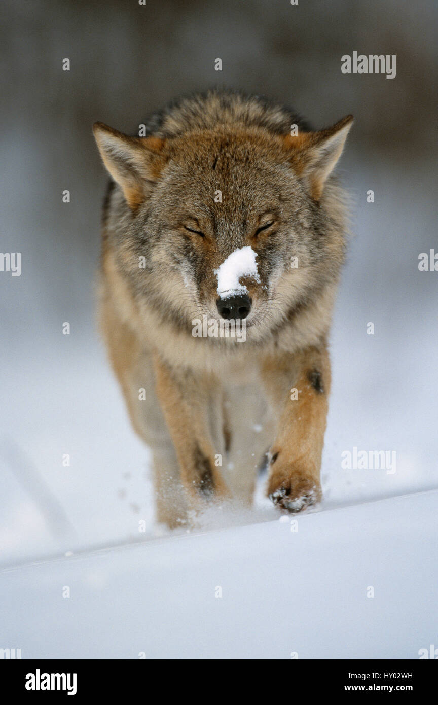 Loup en russie Banque de photographies et d’images à haute résolution ...