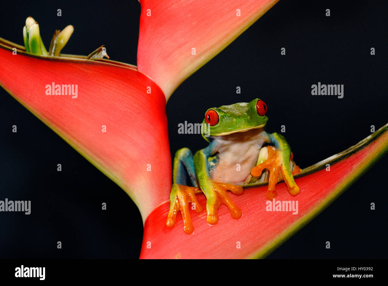 Grenouille sur heliconia Banque de photographies et d’images à haute ...