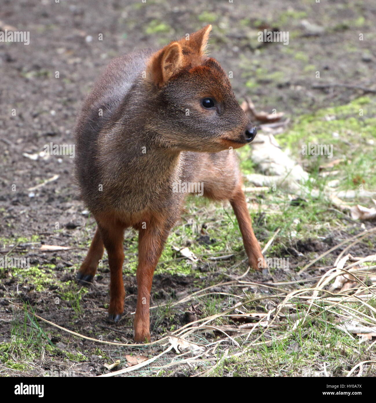 Pudu du sud Banque de photographies et d’images à haute résolution - Alamy